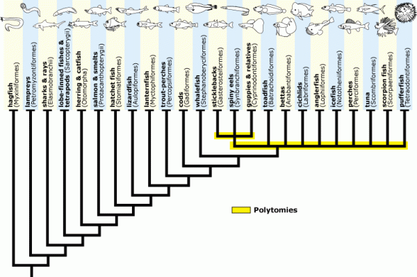 A few words on Clades & Cladograms |Taxonomy 5 | SANTA MONICA BAY ...