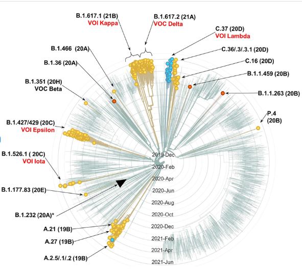 A few words on Clades & Cladograms |Taxonomy 5 | SANTA MONICA BAY ...