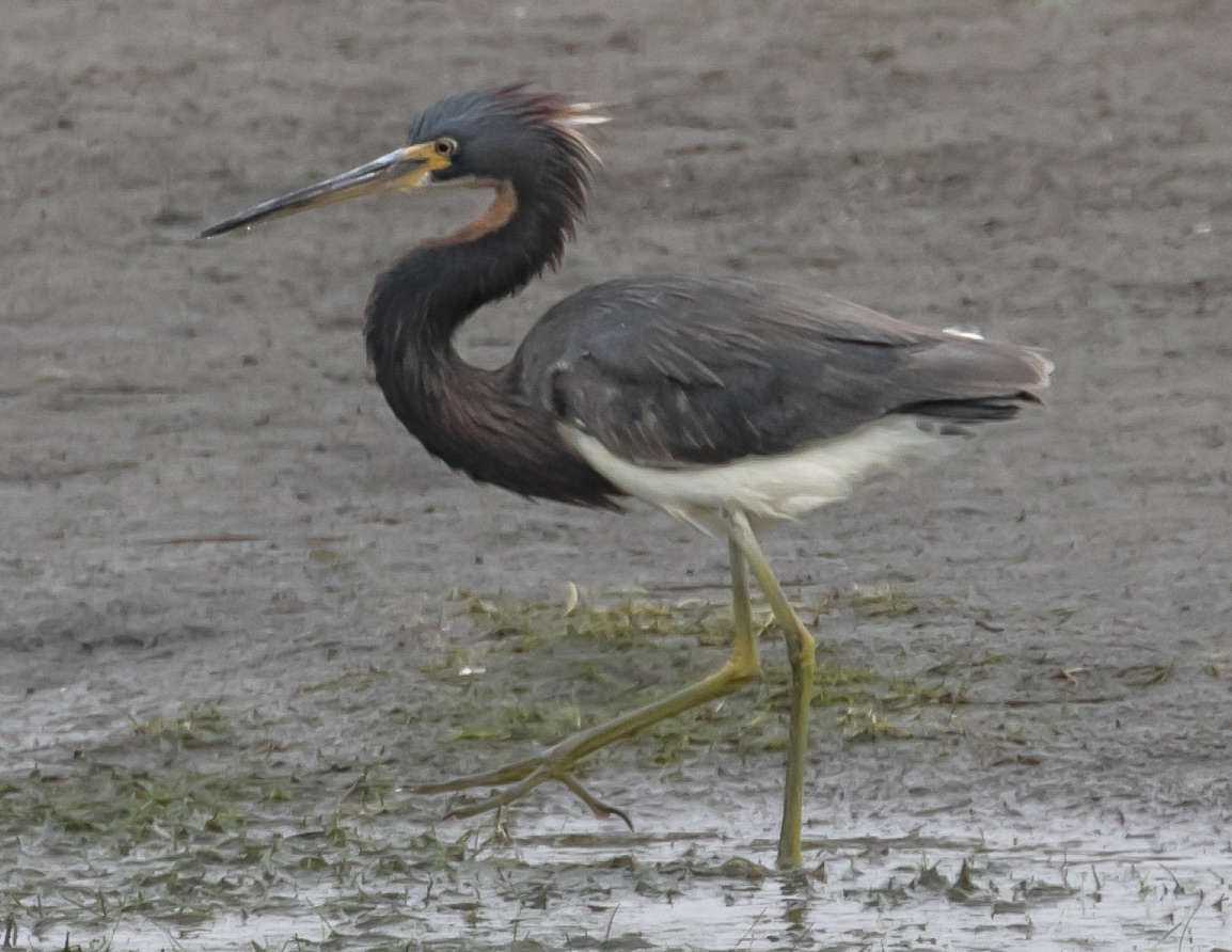 Tricolored Heron at Malibu Lagoon | SANTA MONICA BAY AUDUBON SOCIETY BLOG