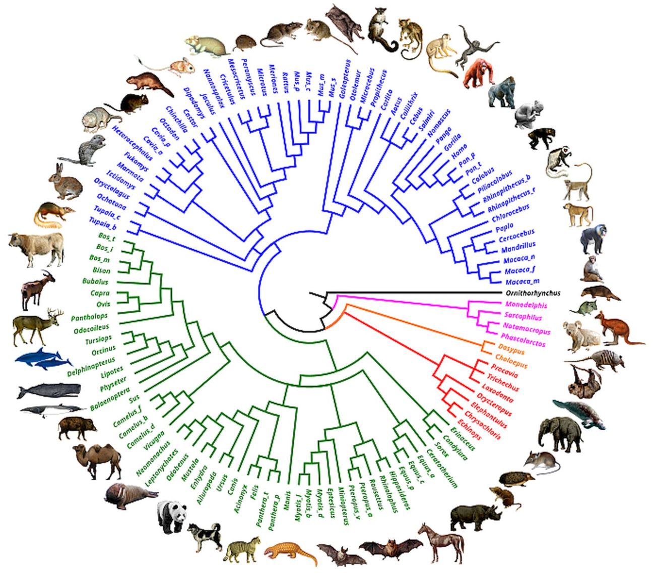 Phylum Chordata, Class Mammalia | Taxonomy 7 | SANTA MONICA BAY AUDUBON ...