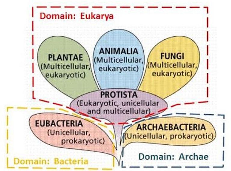 Domains & Kingdoms; Protista & Fungi | Taxonomy 2 | SANTA MONICA BAY ...