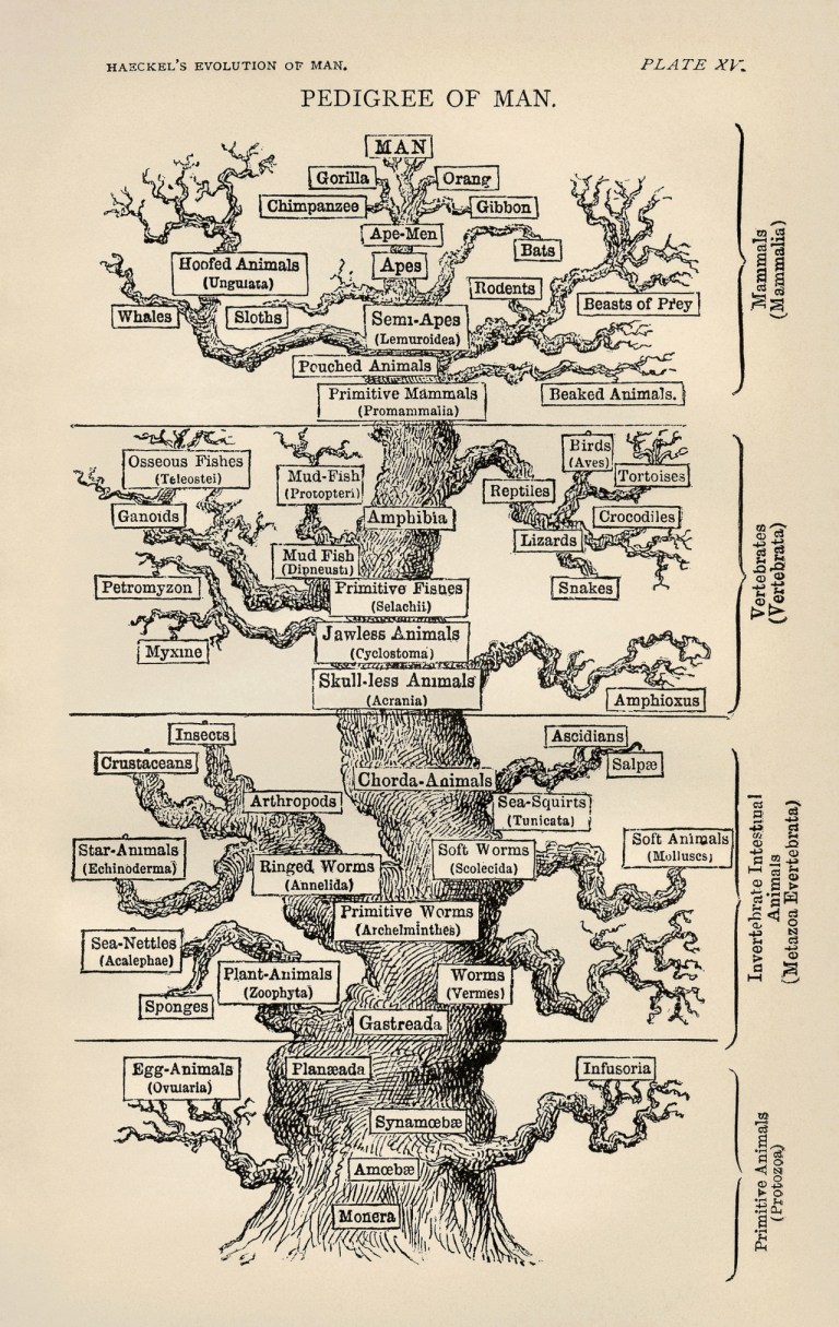 A few words on Clades & Cladograms |Taxonomy 5 | SANTA MONICA BAY ...