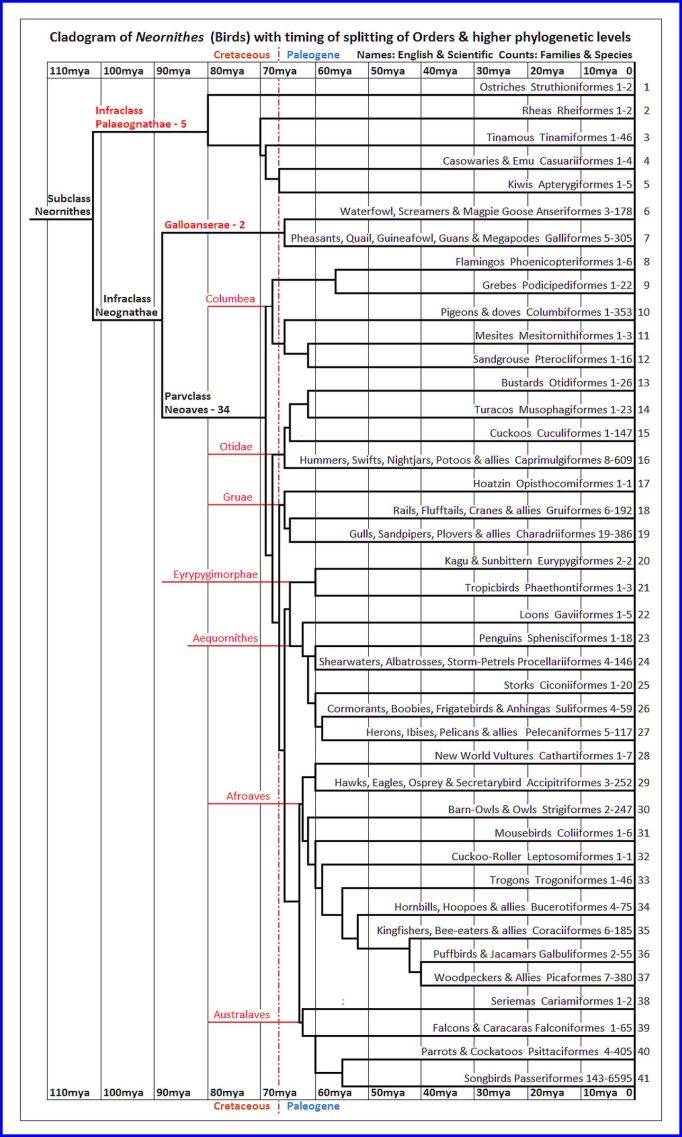Cladogram of forty-one Avian Orders | Taxonomy 9 | SANTA MONICA BAY ...