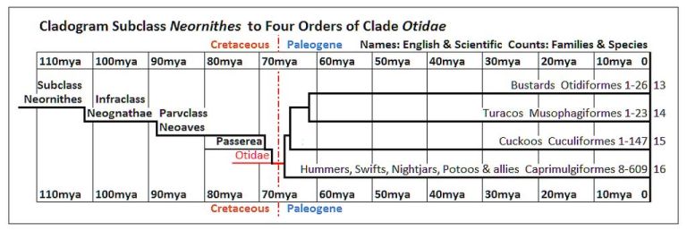 Cladogram of forty-one Avian Orders | Taxonomy 9 | SANTA MONICA BAY ...