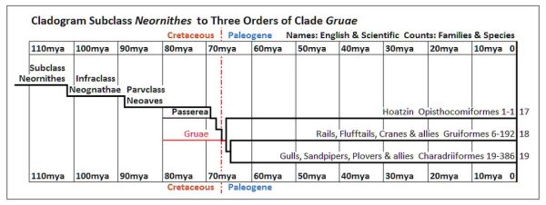Cladogram of forty-one Avian Orders | Taxonomy 9 | SANTA MONICA BAY ...