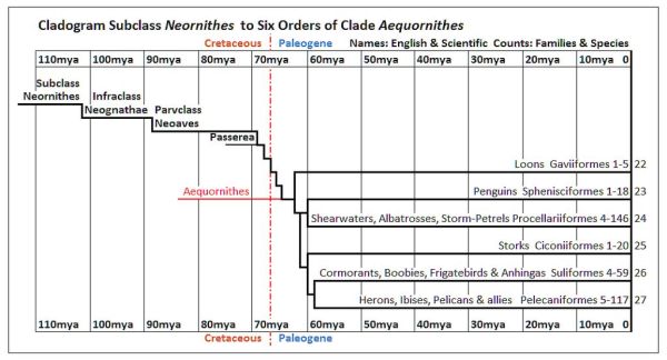 Cladogram of forty-one Avian Orders | Taxonomy 9 | SANTA MONICA BAY ...