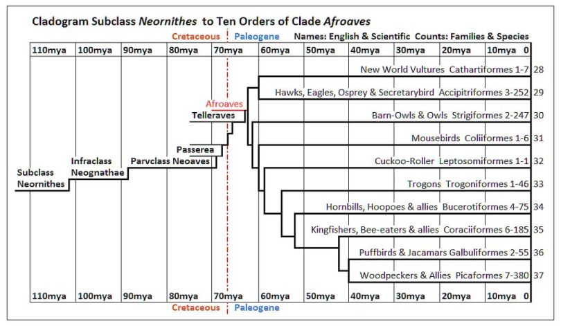 Cladogram of forty-one Avian Orders | Taxonomy 9 | SANTA MONICA BAY ...