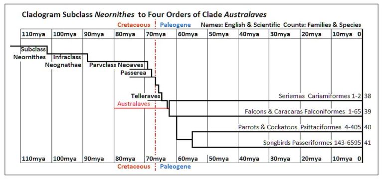 Cladogram of forty-one Avian Orders | Taxonomy 9 | SANTA MONICA BAY ...
