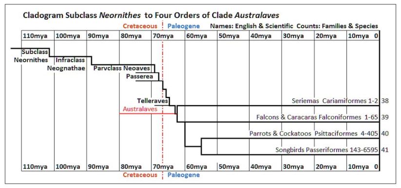 Cladogram of forty-one Avian Orders | Taxonomy 9 | SANTA MONICA BAY ...
