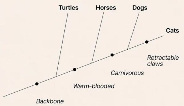 A few words on Clades & Cladograms |Taxonomy 5 | SANTA MONICA BAY ...
