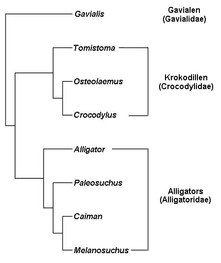A few words on Clades & Cladograms |Taxonomy 5 | SANTA MONICA BAY ...