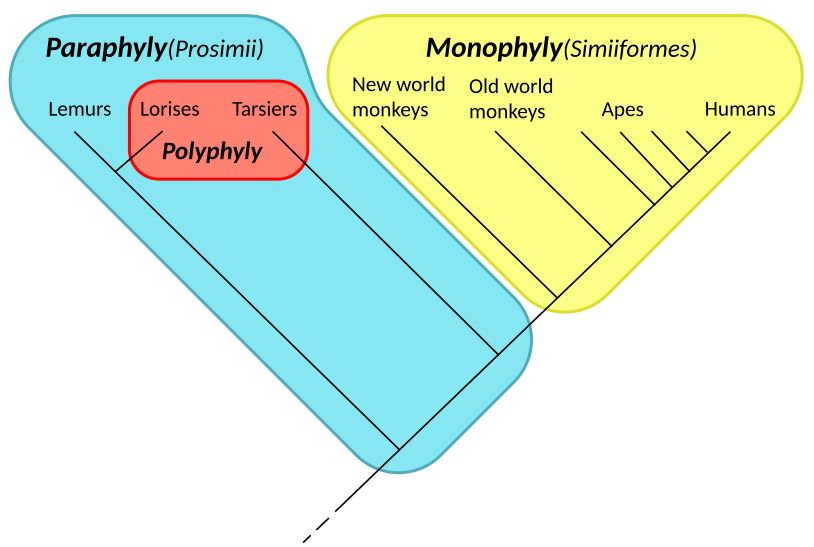A few words on Clades & Cladograms |Taxonomy 5 | SANTA MONICA BAY ...