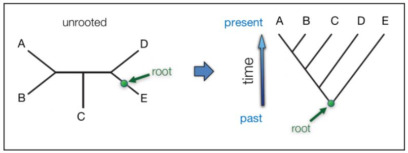 A few words on Clades & Cladograms |Taxonomy 5 | SANTA MONICA BAY ...