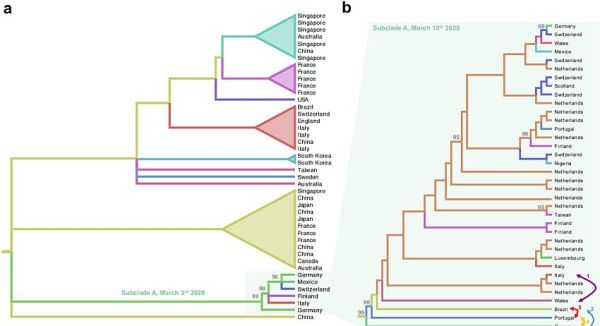 A few words on Clades & Cladograms |Taxonomy 5 | SANTA MONICA BAY ...