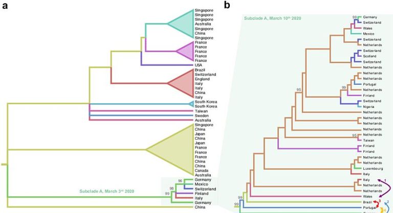 A few words on Clades & Cladograms |Taxonomy 5 | SANTA MONICA BAY ...