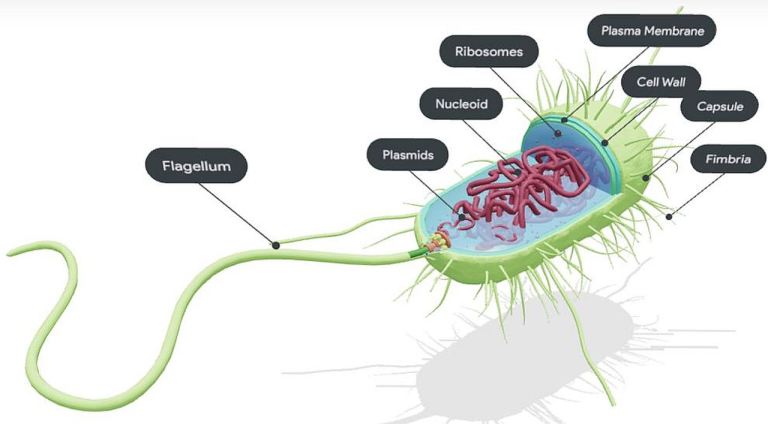 Domains & Kingdoms; Protista & Fungi | Taxonomy 2 | SANTA MONICA BAY ...