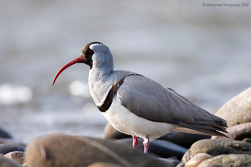 Cladogram of forty-one Avian Orders | Taxonomy 9 | SANTA MONICA BAY ...