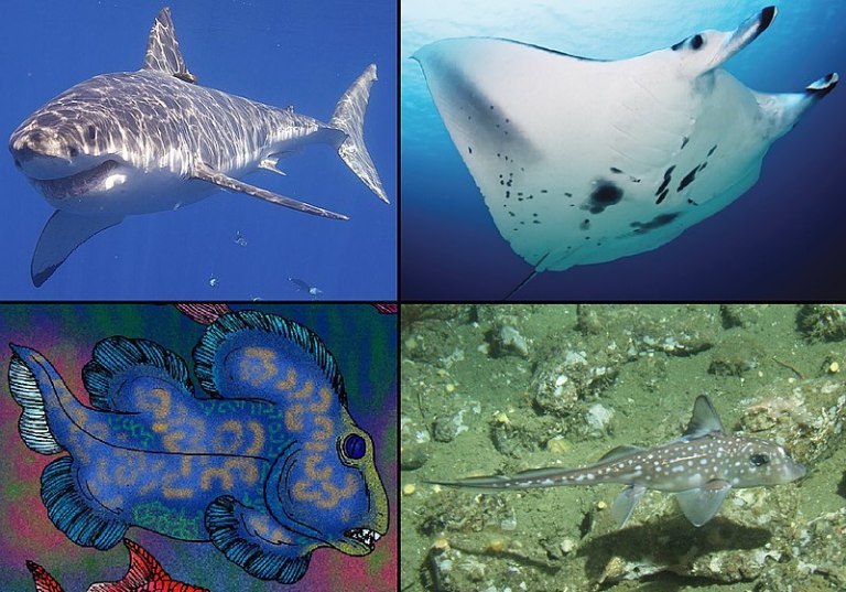 Kingdom Animalia, Phylum Chordata | Taxonomy 6 | SANTA MONICA BAY ...