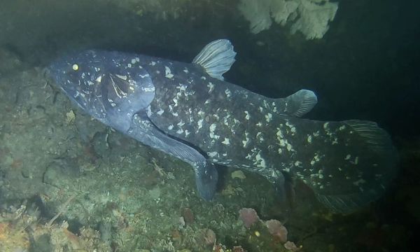 Kingdom Animalia, Phylum Chordata | Taxonomy 6 | SANTA MONICA BAY ...