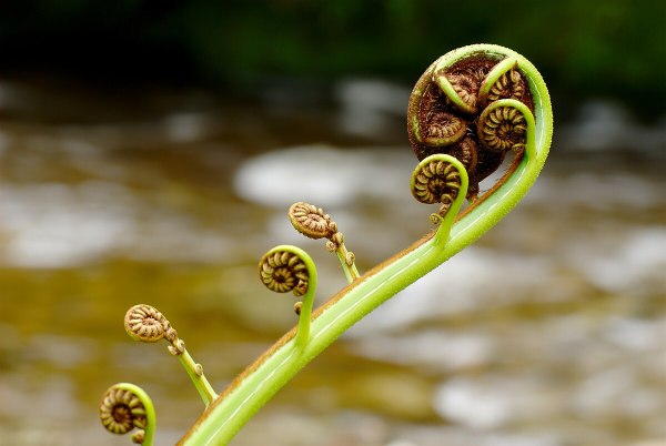 Kingdom Plantae | Taxonomy 3 | SANTA MONICA BAY AUDUBON SOCIETY BLOG