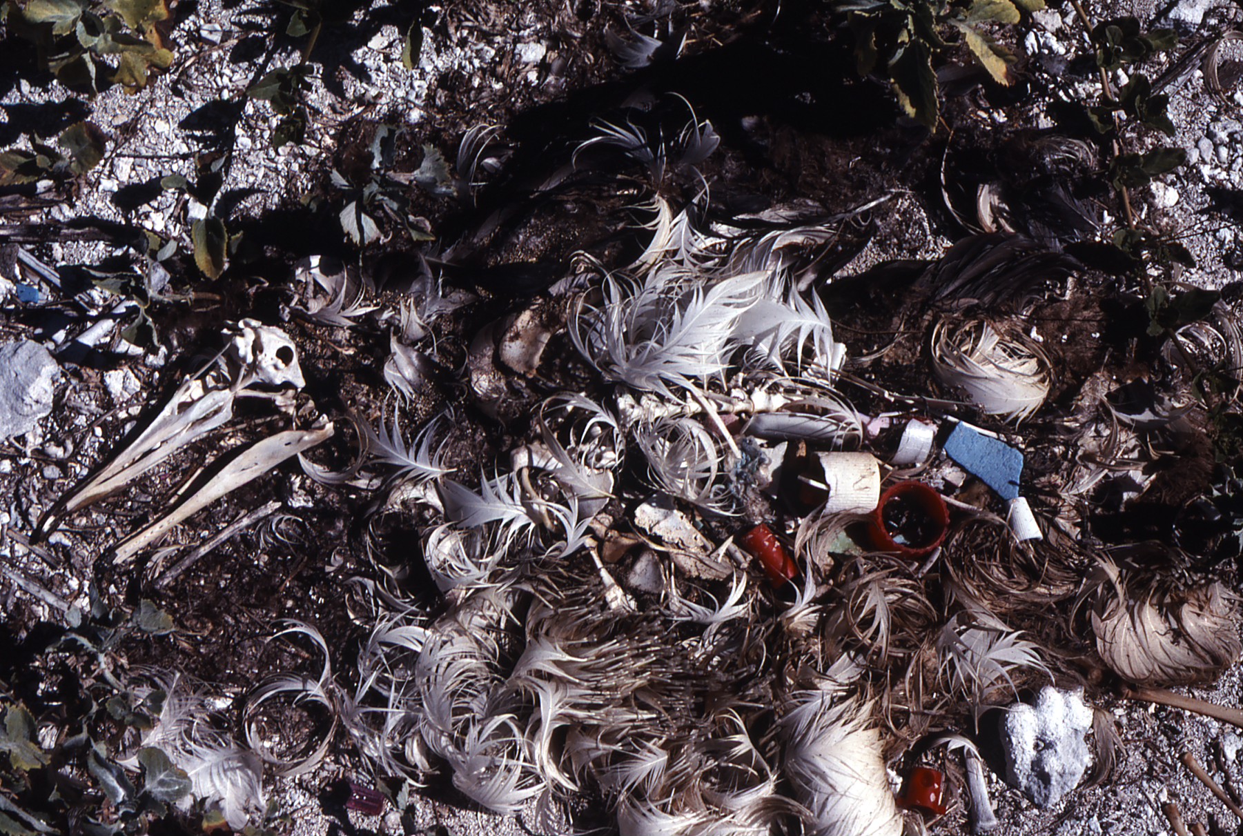 Zoom Recording: Birds and Plastics, with Myra Finkelstein | SANTA ...