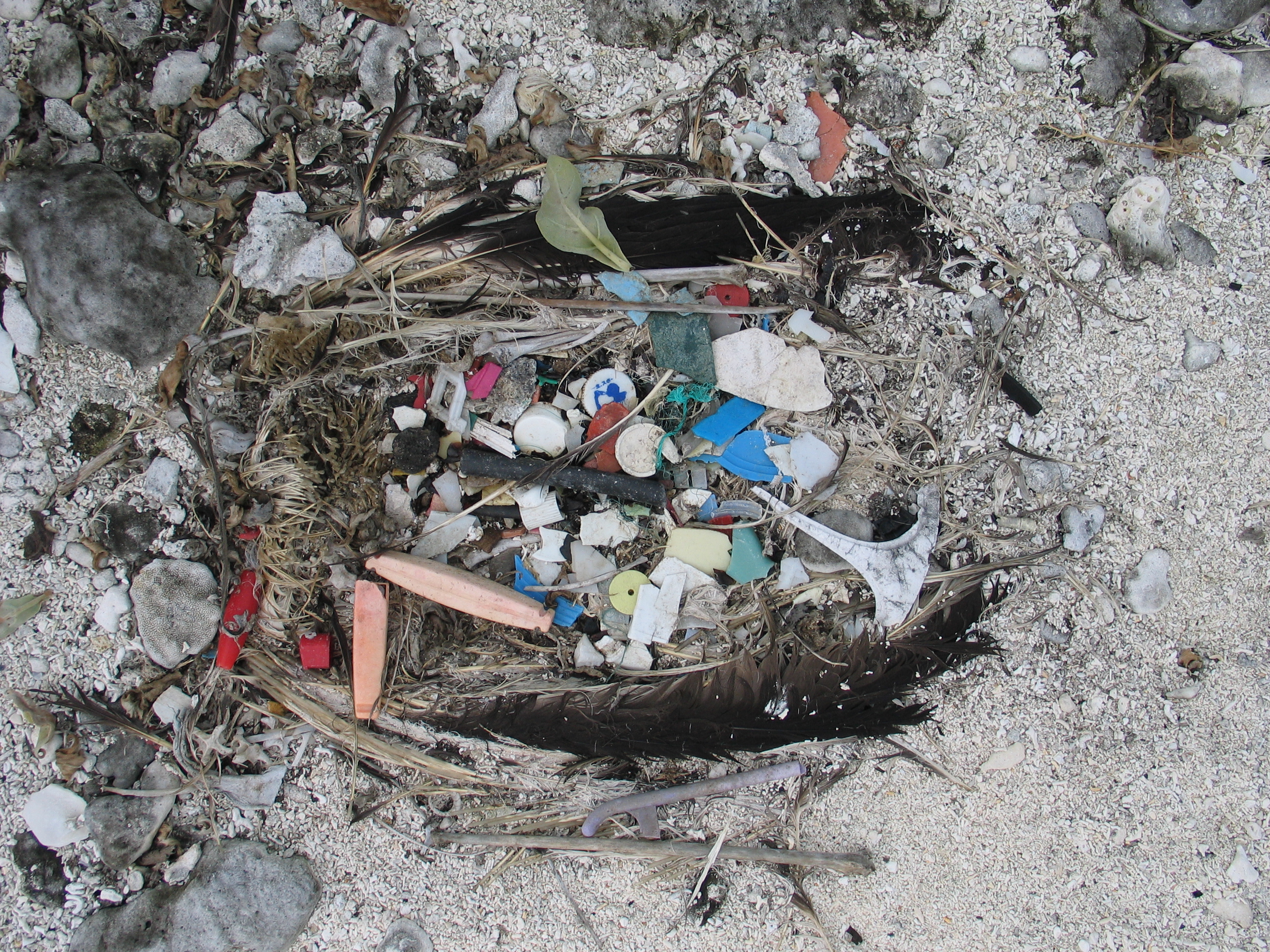 Zoom Recording: Birds and Plastics, with Myra Finkelstein | SANTA ...