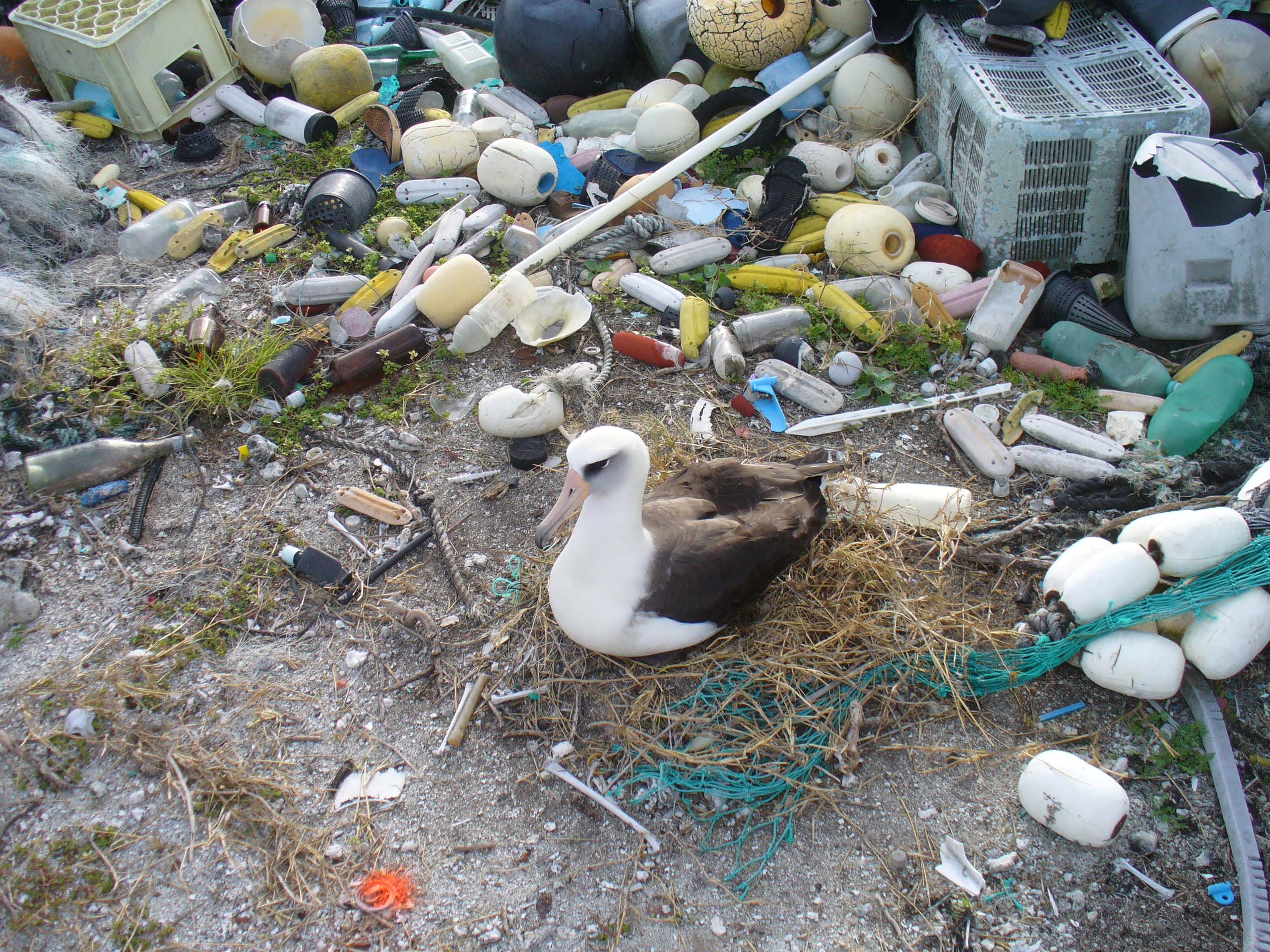 Zoom Recording: Birds and Plastics, with Myra Finkelstein | SANTA ...