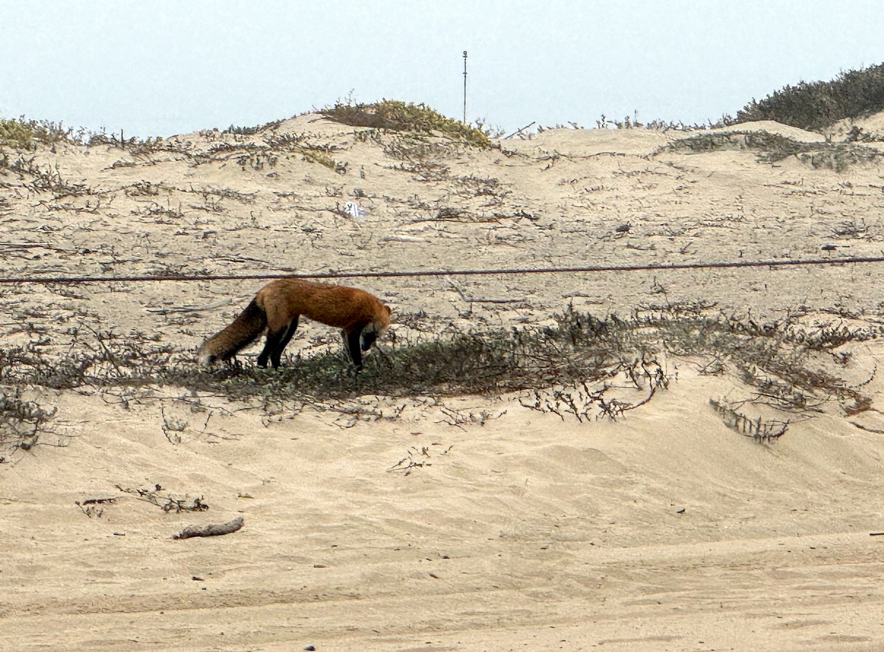 The Sly Fox of Sandy Santa Monica | SANTA MONICA BAY AUDUBON SOCIETY BLOG