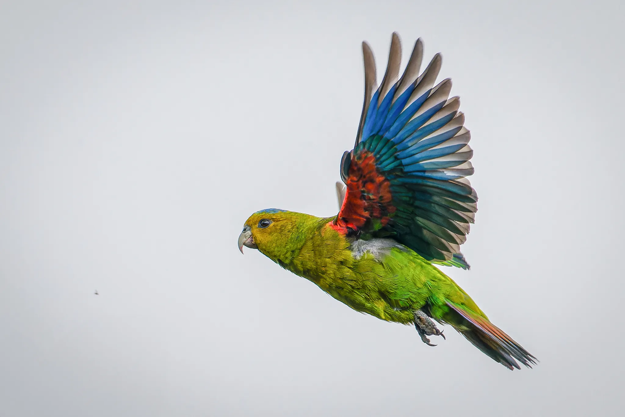 Zoom Recording: Colombia: Home of rare and fancy birds, with John ...