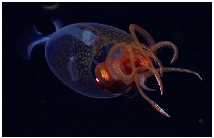 Colossal squid filmed alive in deep ocean for the first time ever | Discover Wildlife | SANTA ...