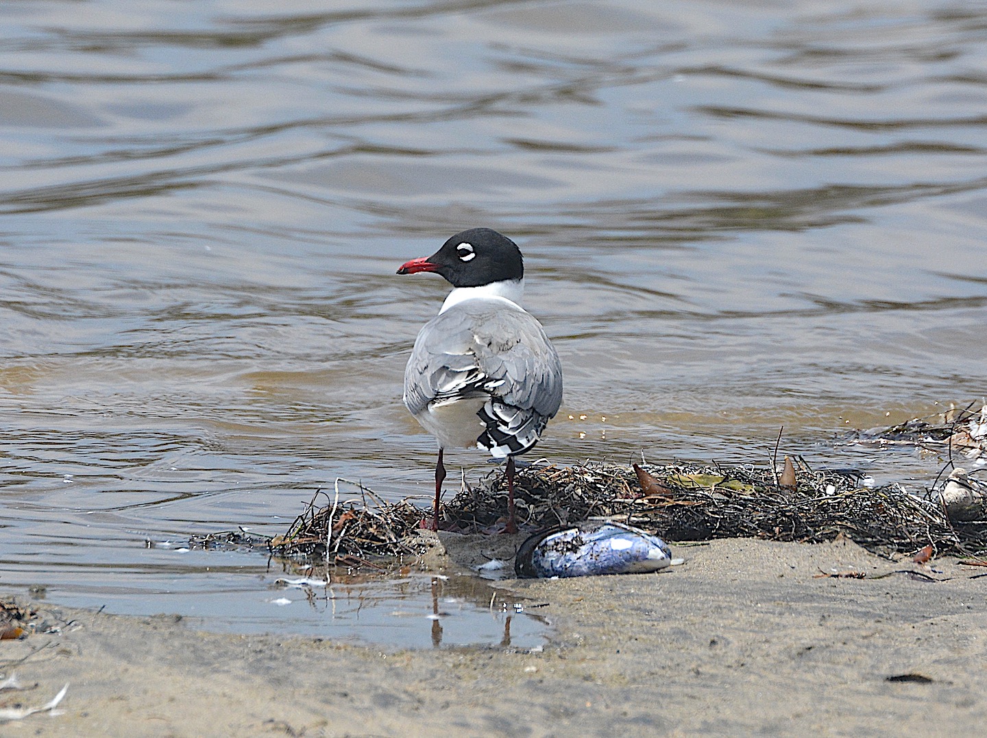Franklin’s Gull at Malibu Lagoon | Grace Murayama | SANTA MONICA BAY ...
