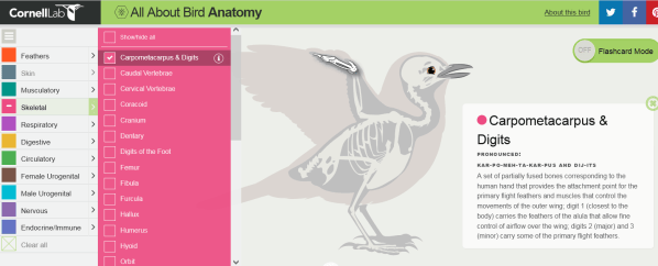 All About Bird Anatomy | Cornell Lab | SANTA MONICA BAY AUDUBON SOCIETY ...