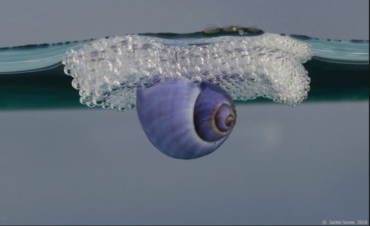 Janthina janthina, the Violet Sea-snail, now (or more like was) coming ...