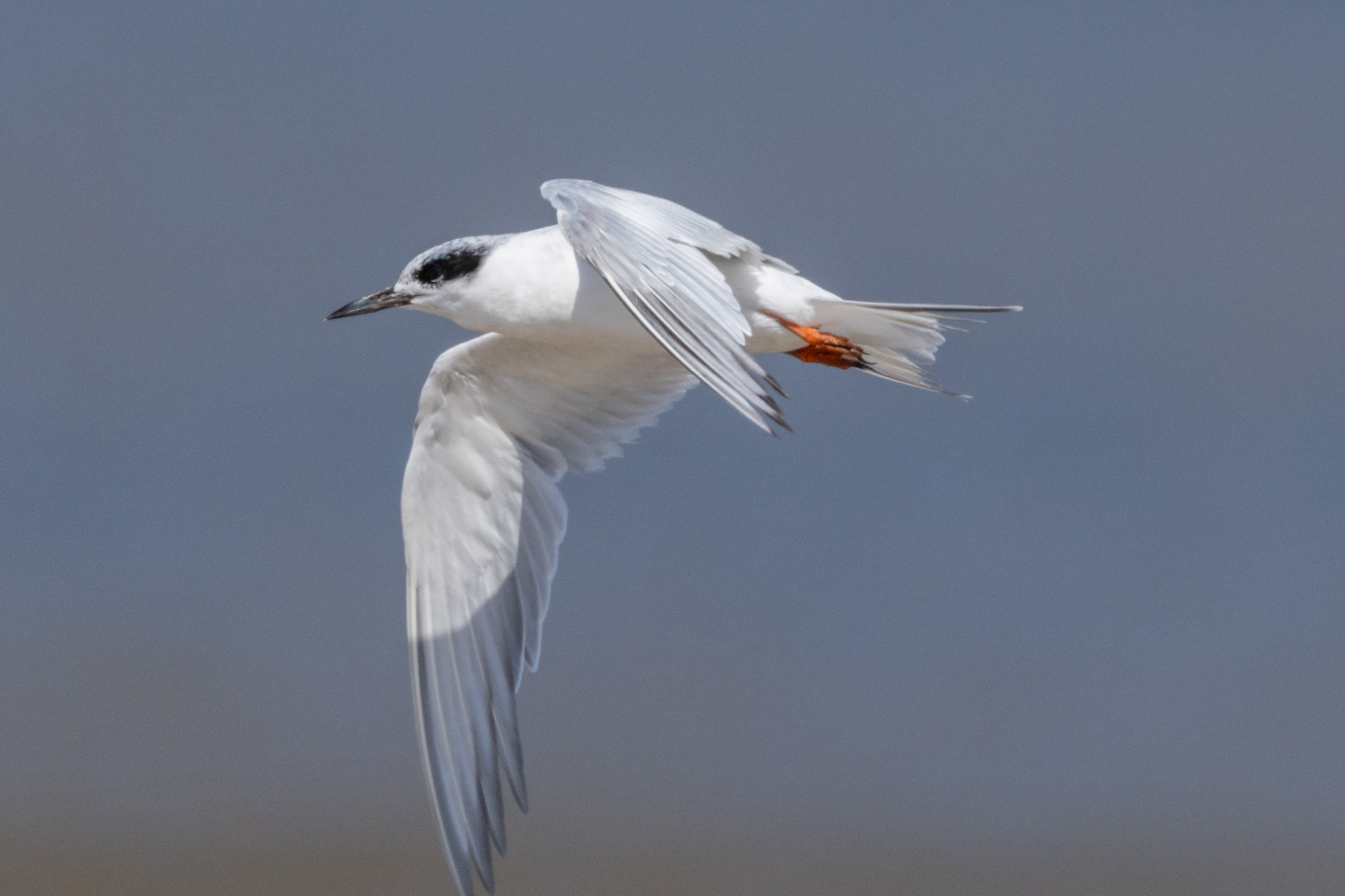 Two Newish Birds: Malibu Lagoon, 24 August 2025 | SANTA MONICA BAY ...