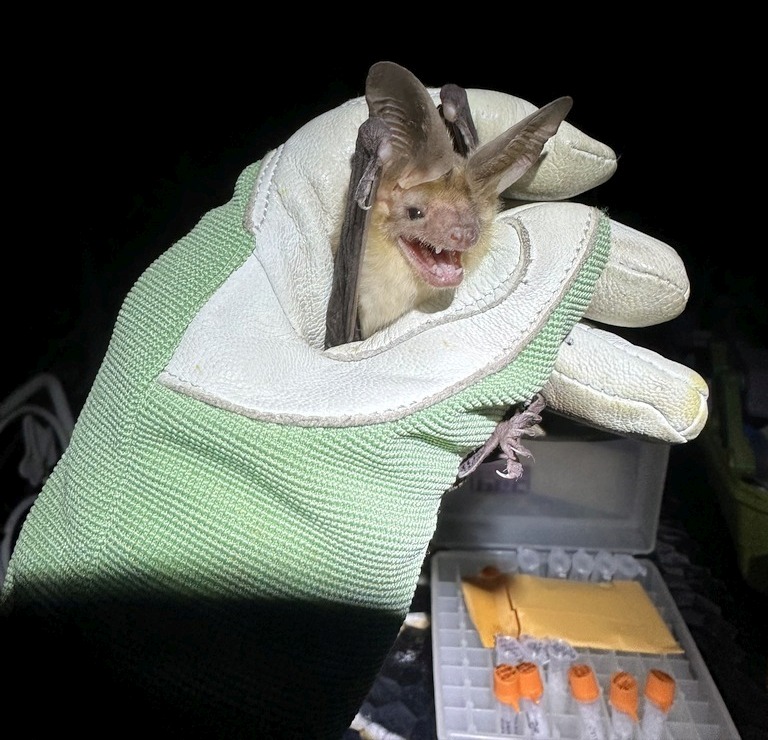 Zoom Recording: Bats! Genomics, gene-flow, connectivity and the Yuma ...