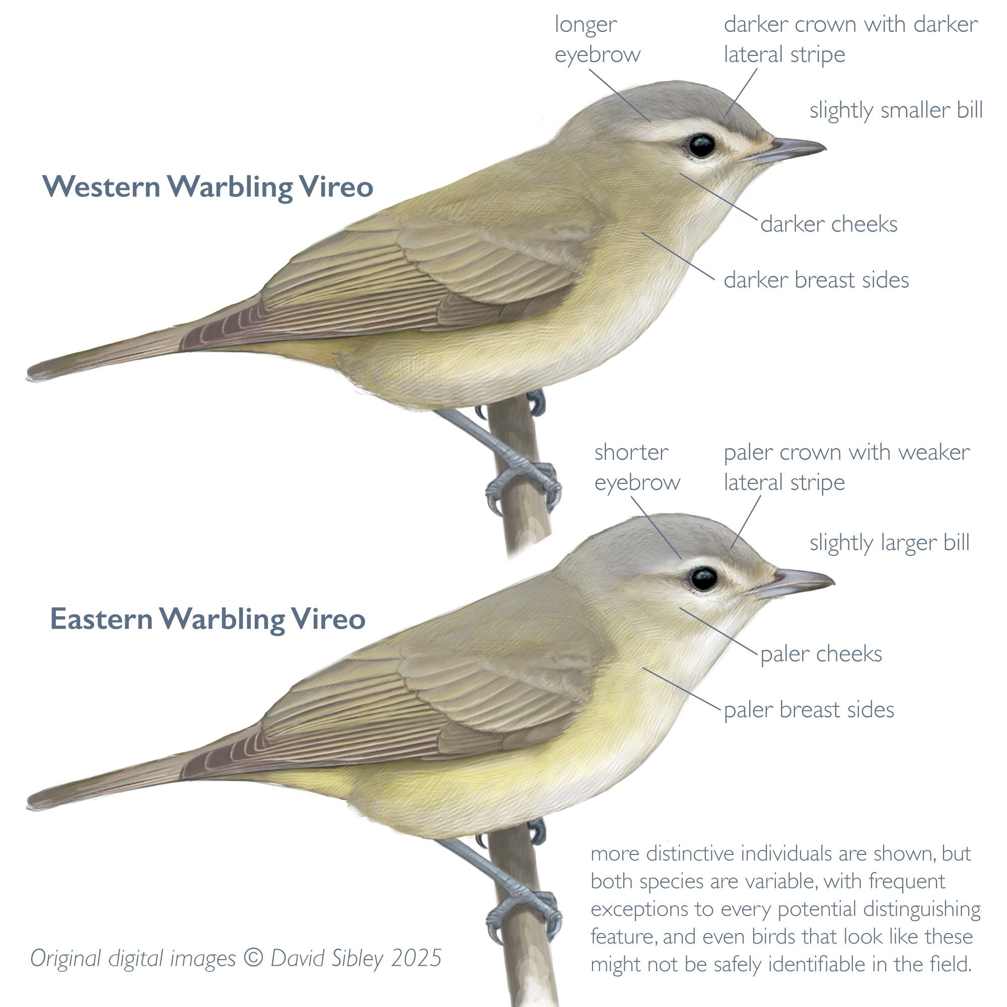Identification of Eastern & Western Warbling Vireos | David Sibley ...