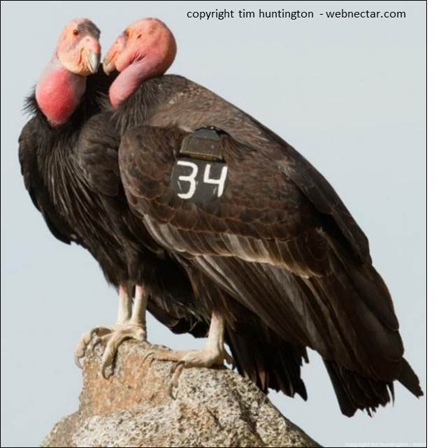 SANTA MONICA BAY AUDUBON SOCIETY BLOG | The Official SMBAS Online ...