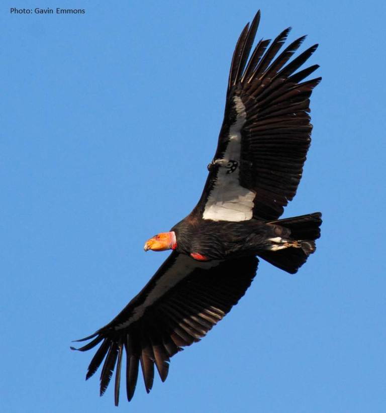 SANTA MONICA BAY AUDUBON SOCIETY BLOG | The Official SMBAS Online ...
