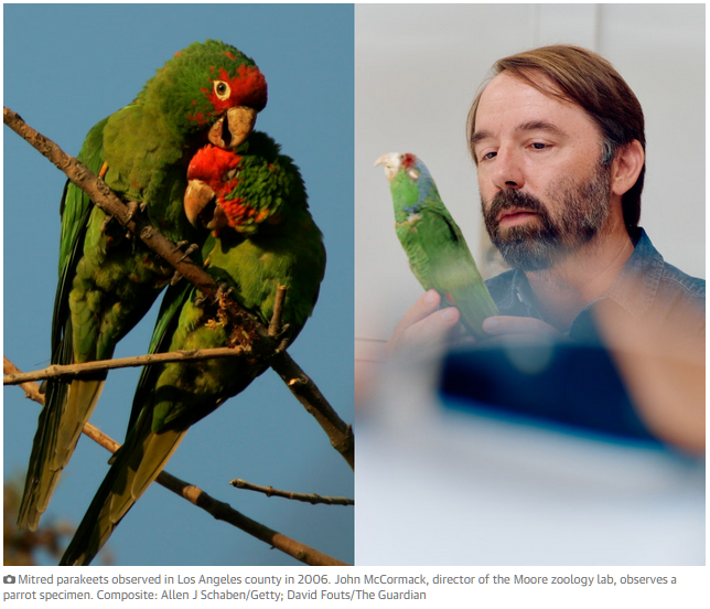 L.A. Parrots are world famous | The Guardian | SANTA MONICA BAY AUDUBON ...