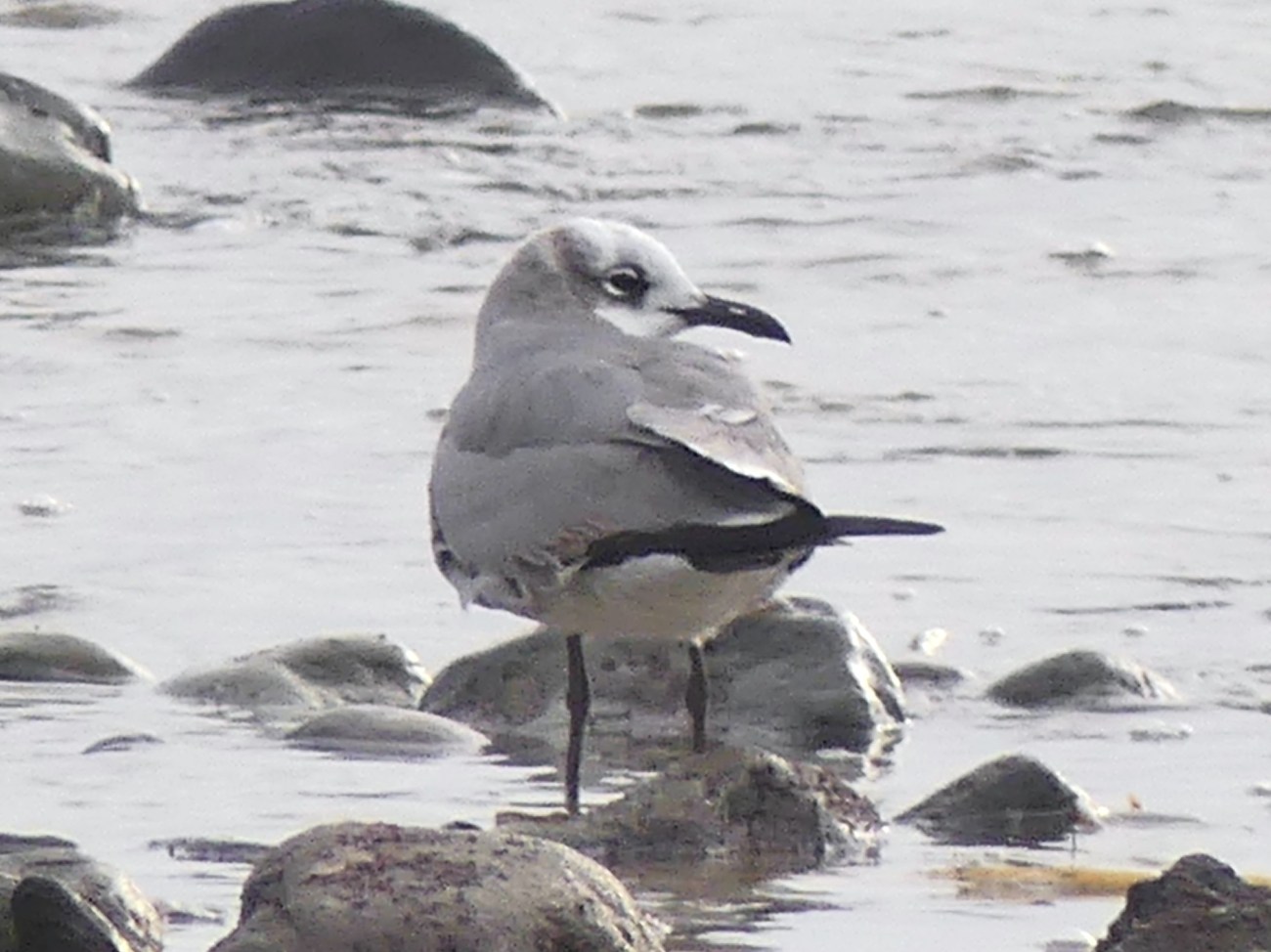 Laughing Gulls show their faces | SANTA MONICA BAY AUDUBON SOCIETY BLOG