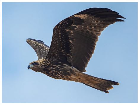 Fire-setting Hawks | BBC Discover | SANTA MONICA BAY AUDUBON SOCIETY BLOG