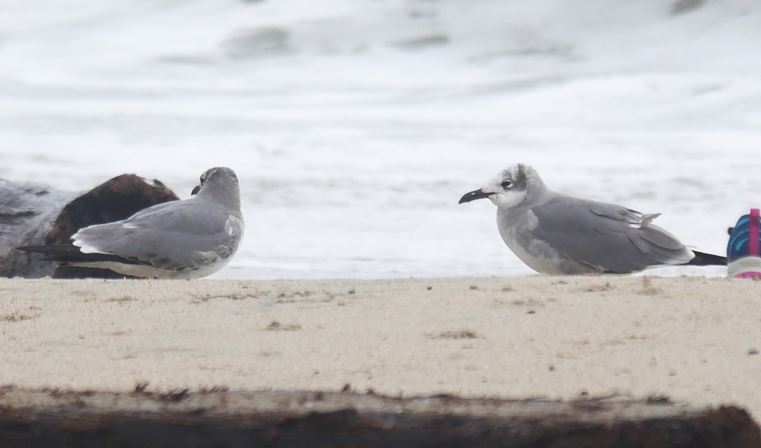 Laughing Gulls show their faces | SANTA MONICA BAY AUDUBON SOCIETY BLOG